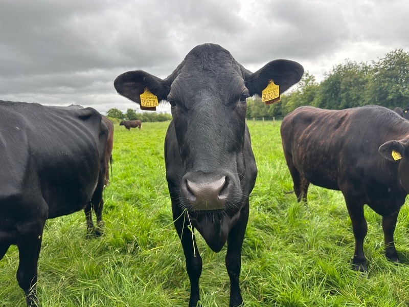 Holy cow: We visit Flat Iron’s herd in Thirsk