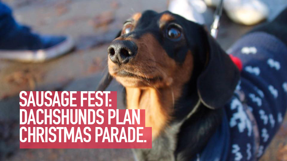Sausage-fest: 100 dachshunds to parade Roundhay Park in Christmas jumpers
